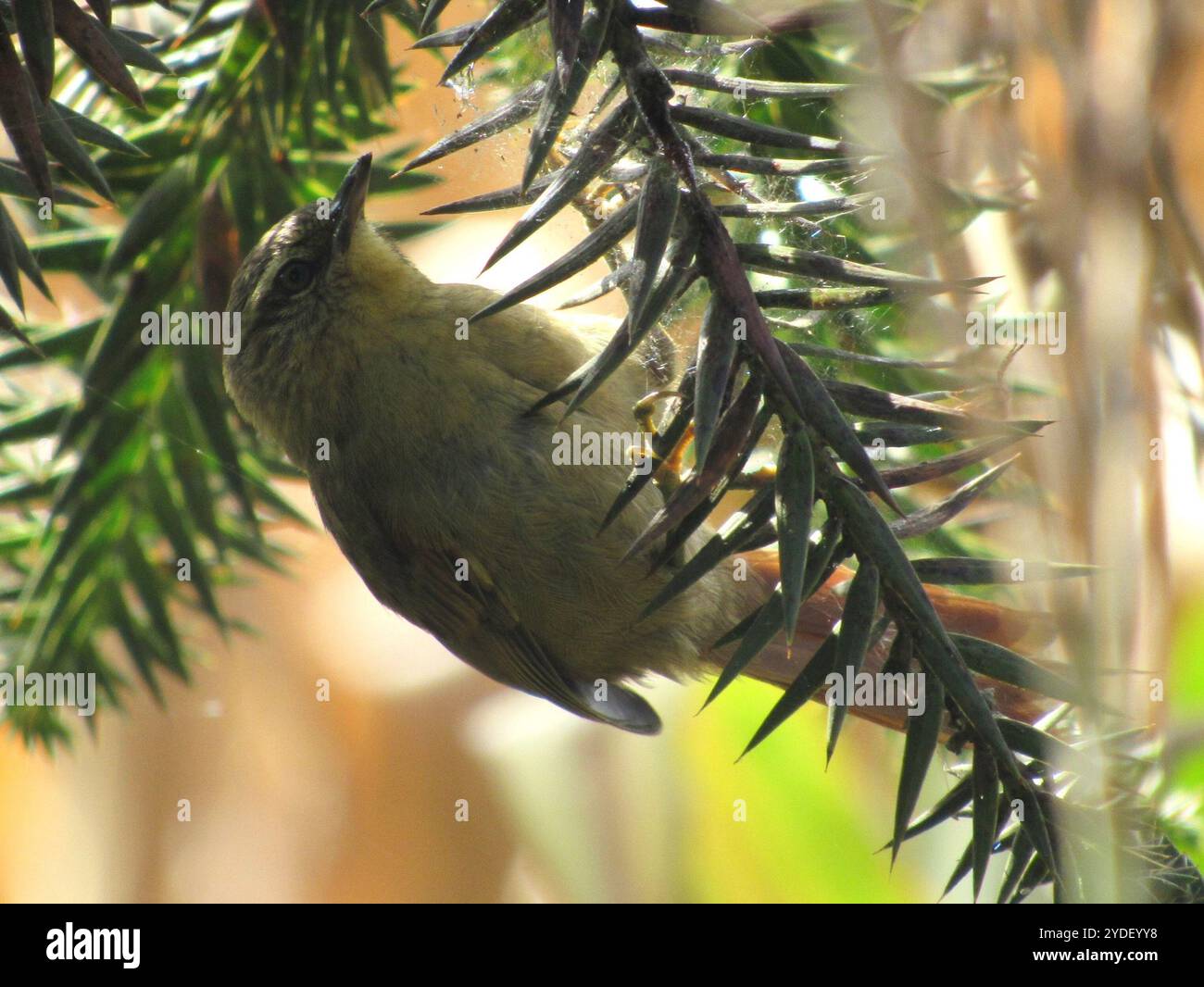 Olive Spinetail (Cranioleuca obsoleta Stock Photo - Alamy
