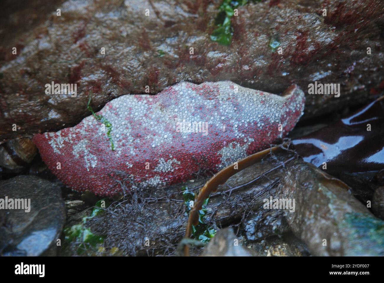 Gumboot Chiton (Cryptochiton stelleri Stock Photo - Alamy