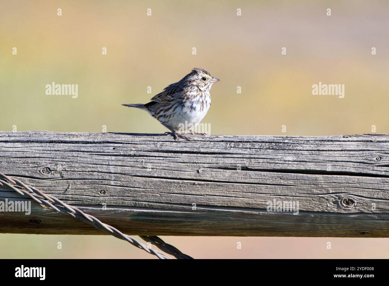 Savannah Sparrow (Passerculus sandwichensis Stock Photo - Alamy