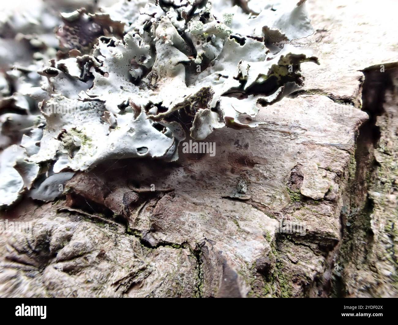 Black stone flower parmotrema hi-res stock photography and images - Alamy