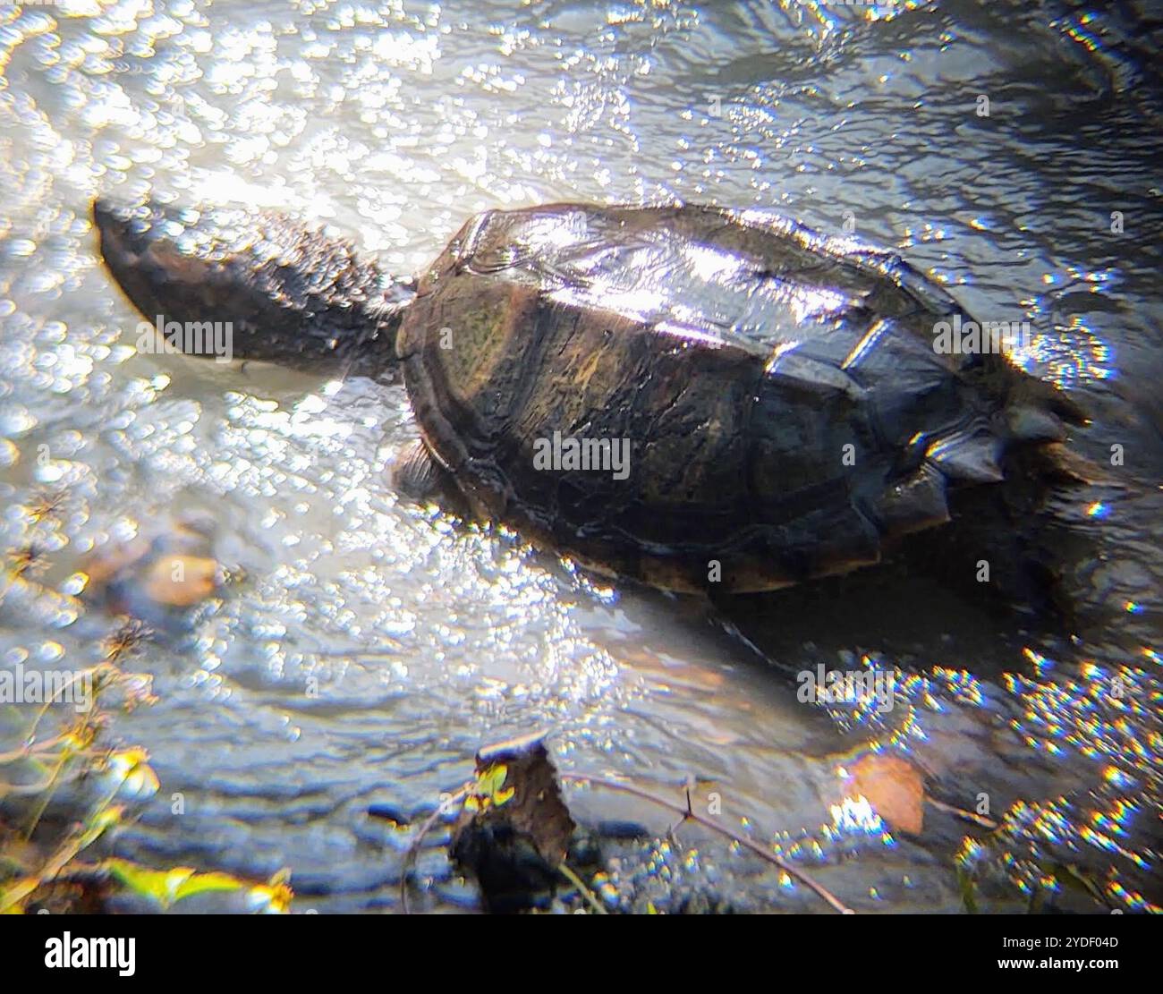 Common Snapping Turtle (Chelydra serpentina Stock Photo - Alamy