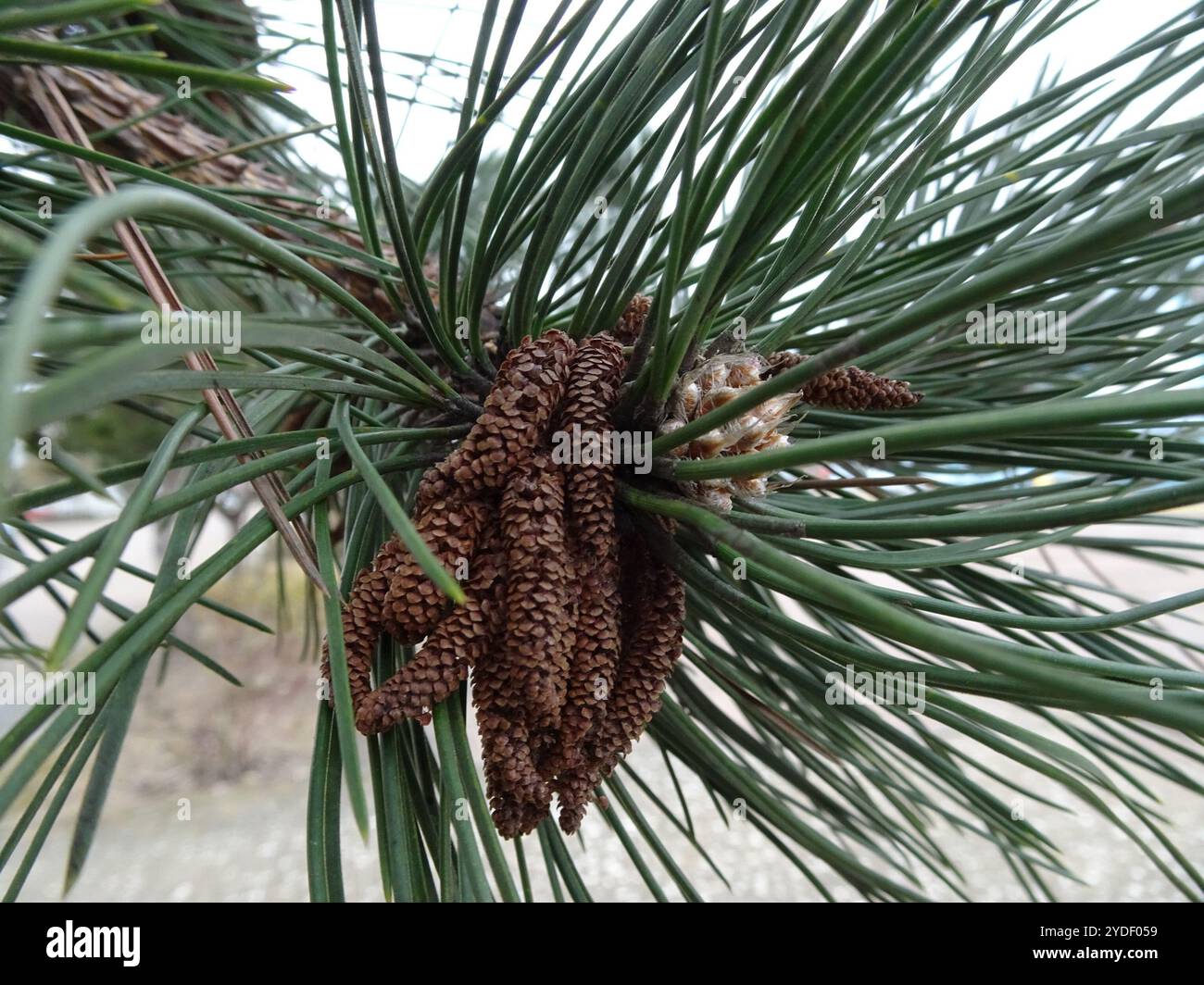 maritime pine (Pinus pinaster Stock Photo - Alamy
