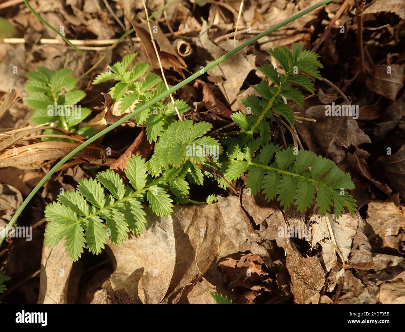 swamp agrimony (Agrimonia parviflora Stock Photo - Alamy