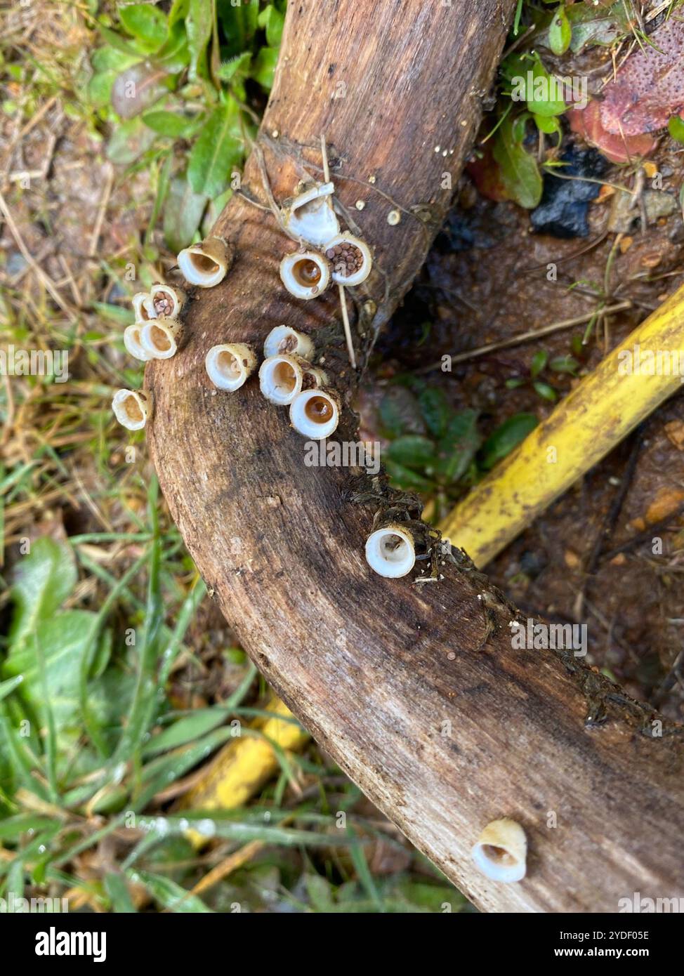 woolly bird's nest fungus (Nidula niveotomentosa Stock Photo - Alamy