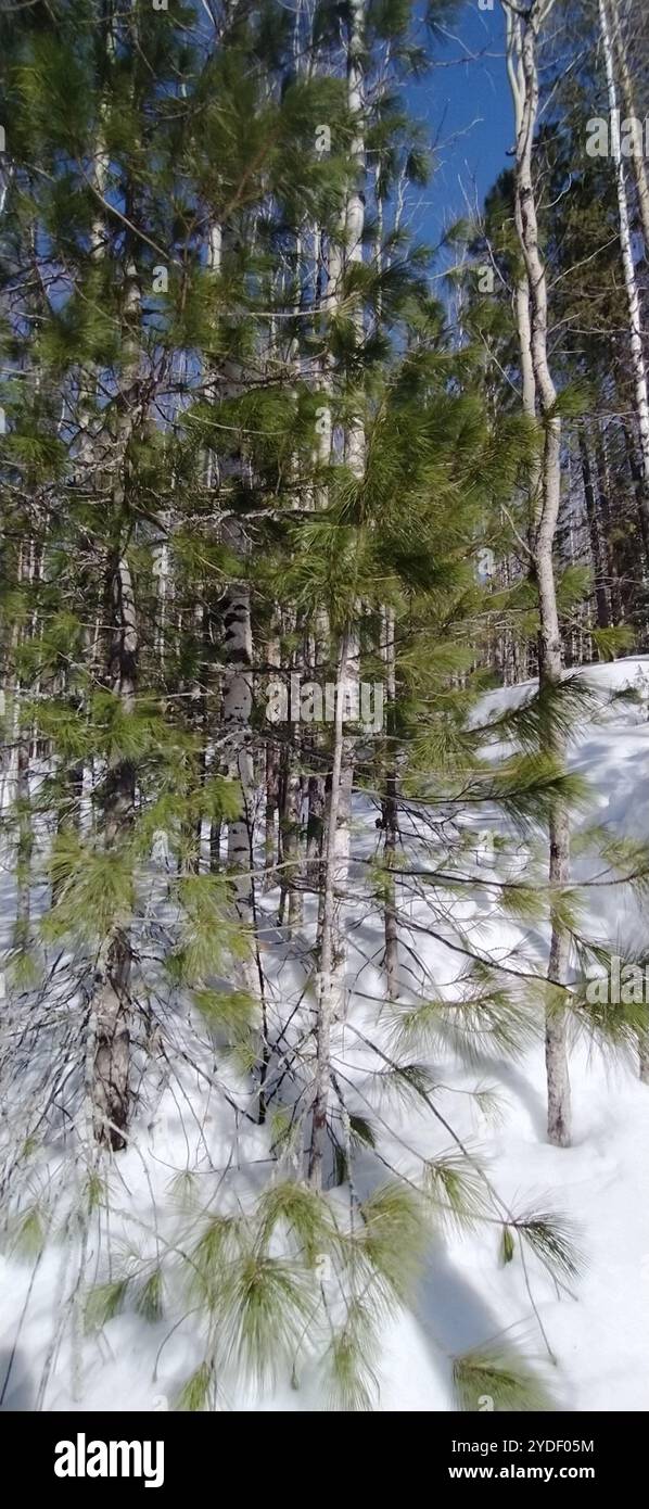 Siberian pine (Pinus sibirica Stock Photo - Alamy
