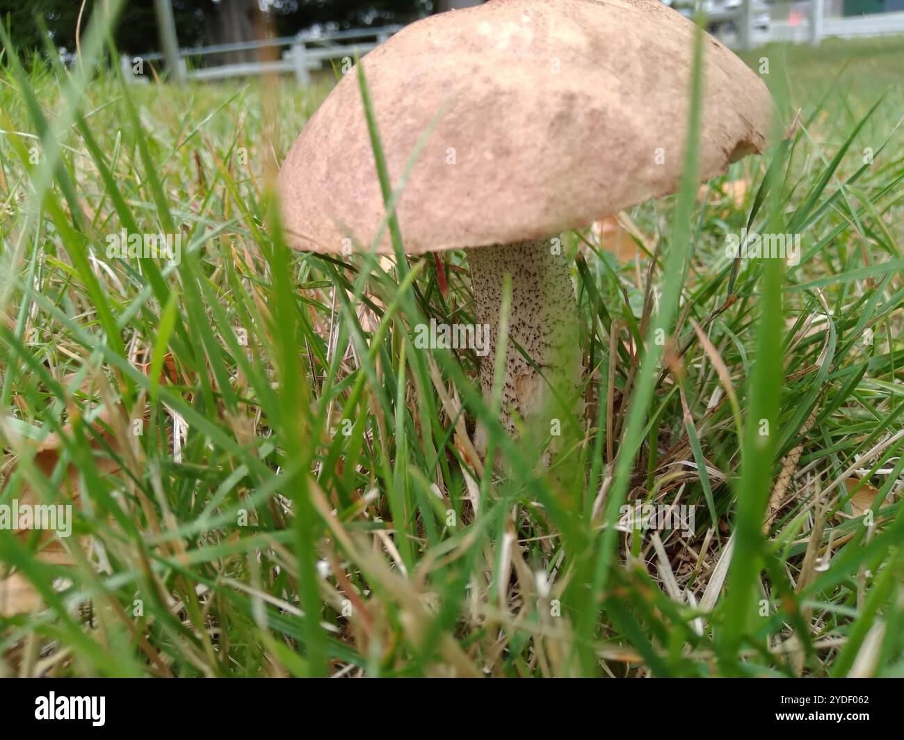 Brown Birch-bolete (Leccinum scabrum Stock Photo - Alamy