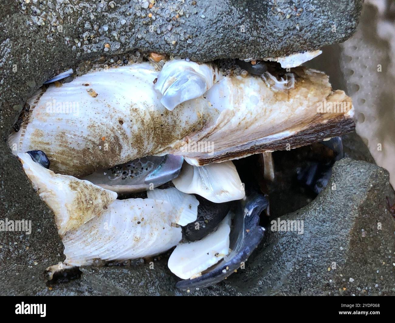 Scale-sided Piddock (Parapholas californica Stock Photo - Alamy