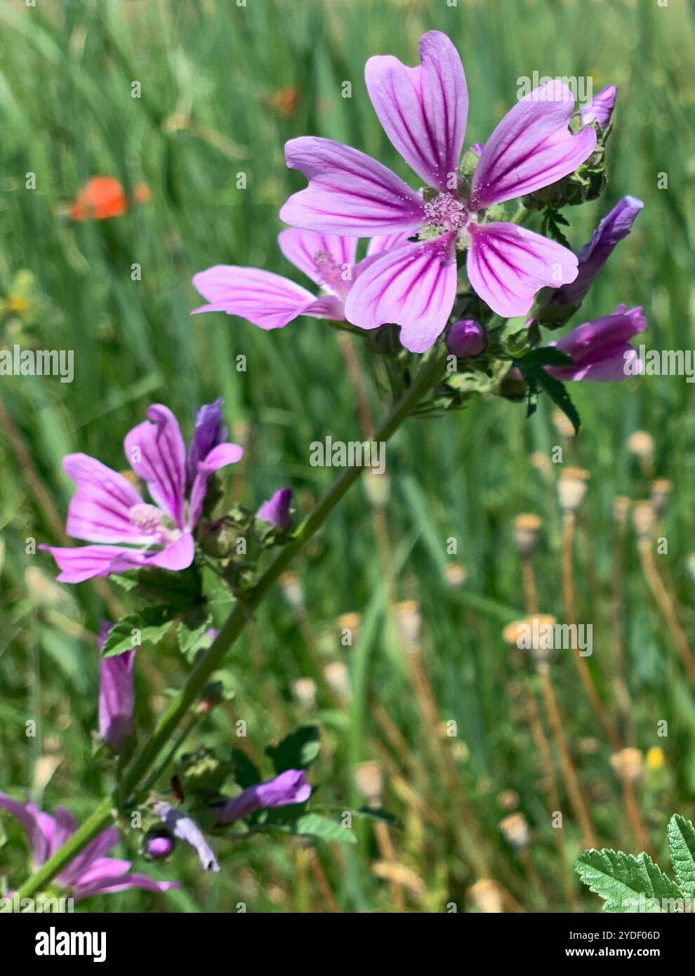 Common Mallow (Malva sylvestris Stock Photo - Alamy