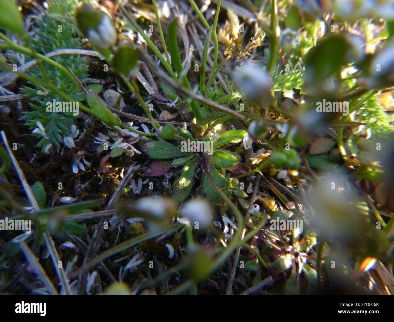 Common Whitlowgrass (Draba verna Stock Photo - Alamy
