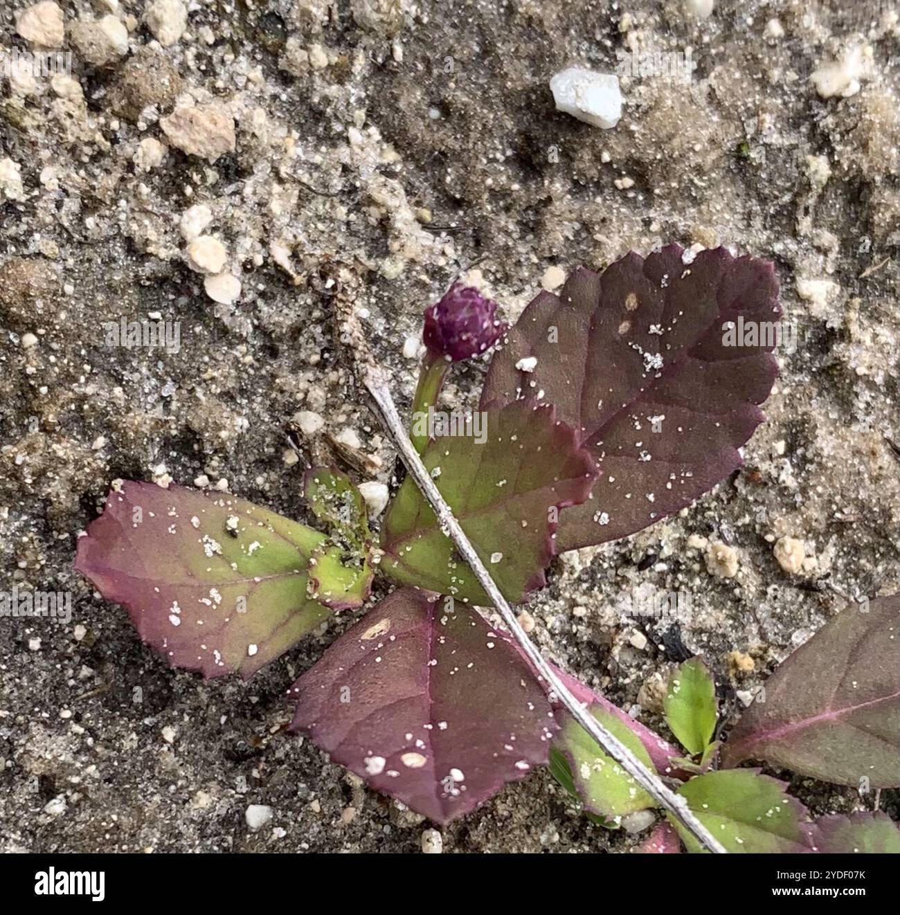 turkey tangle frogfruit (Phyla nodiflora Stock Photo - Alamy