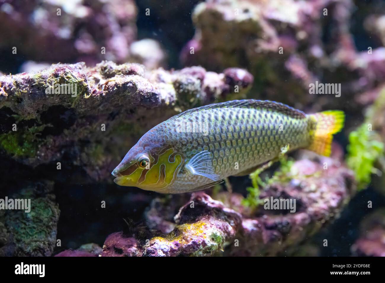 The Argus wrasse, Halichoeres argus, this species reaches a length of ...