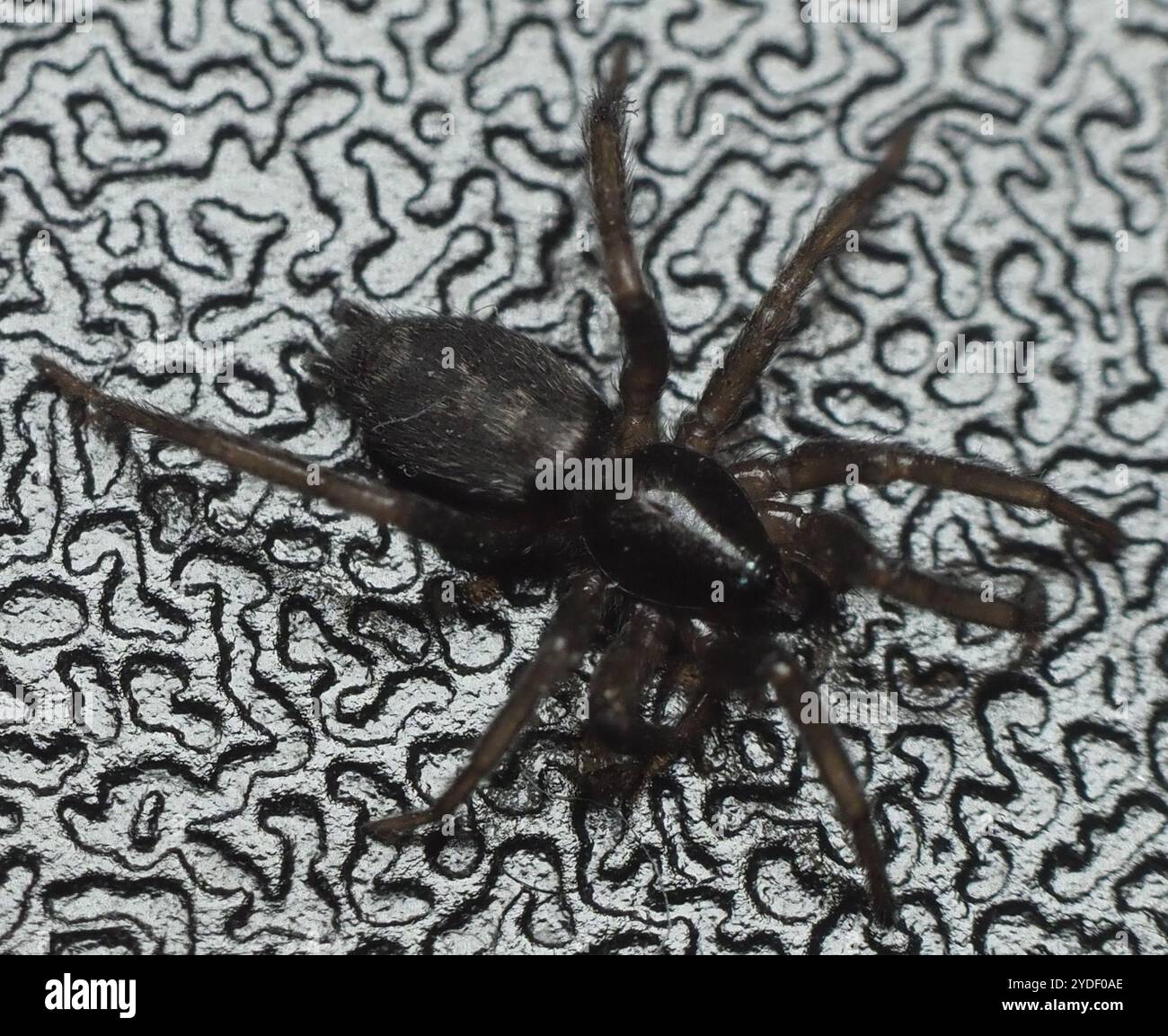 Eastern Parson Spider (Herpyllus ecclesiasticus Stock Photo - Alamy