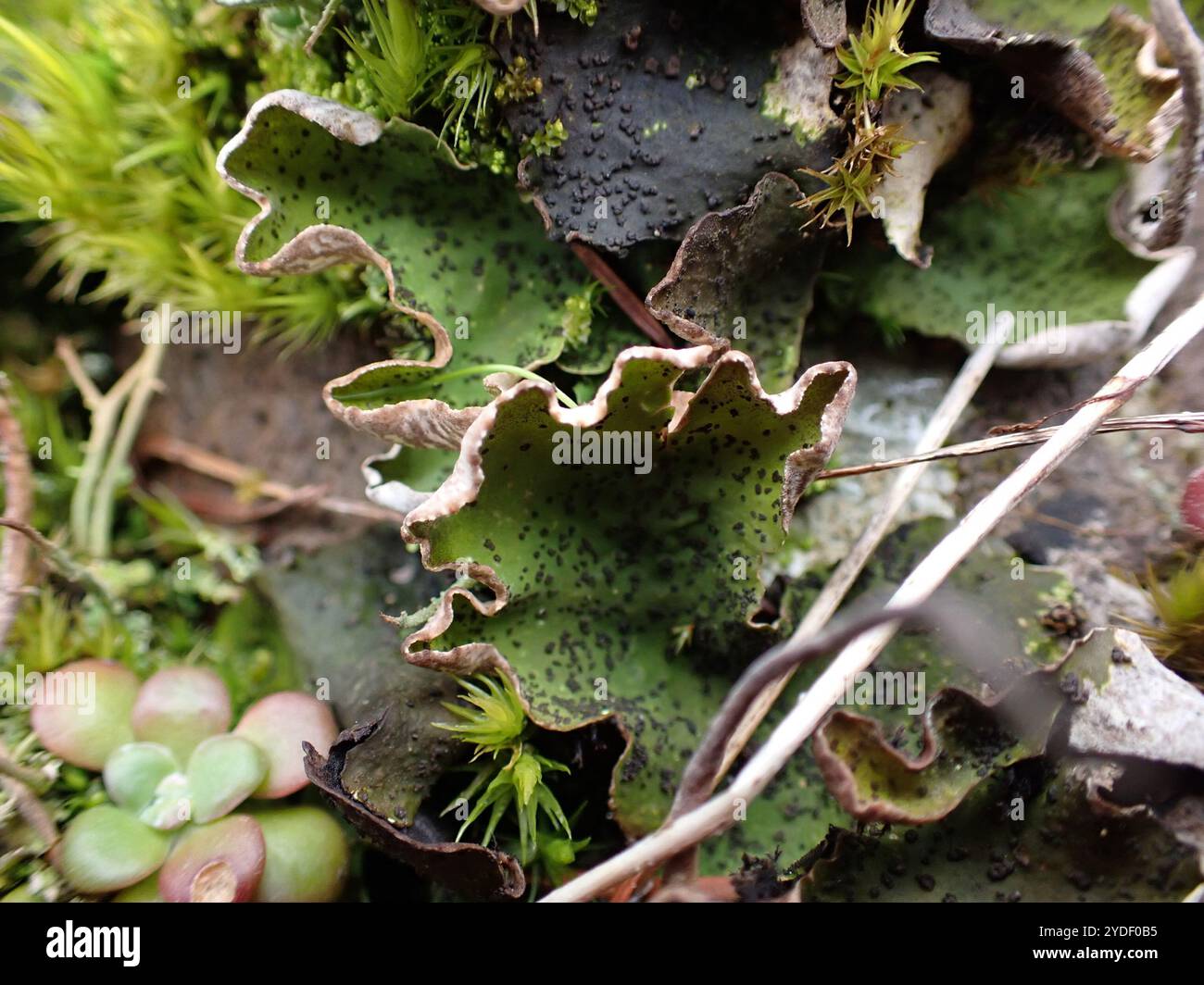 flaky freckle pelt lichen (Peltigera britannica Stock Photo - Alamy