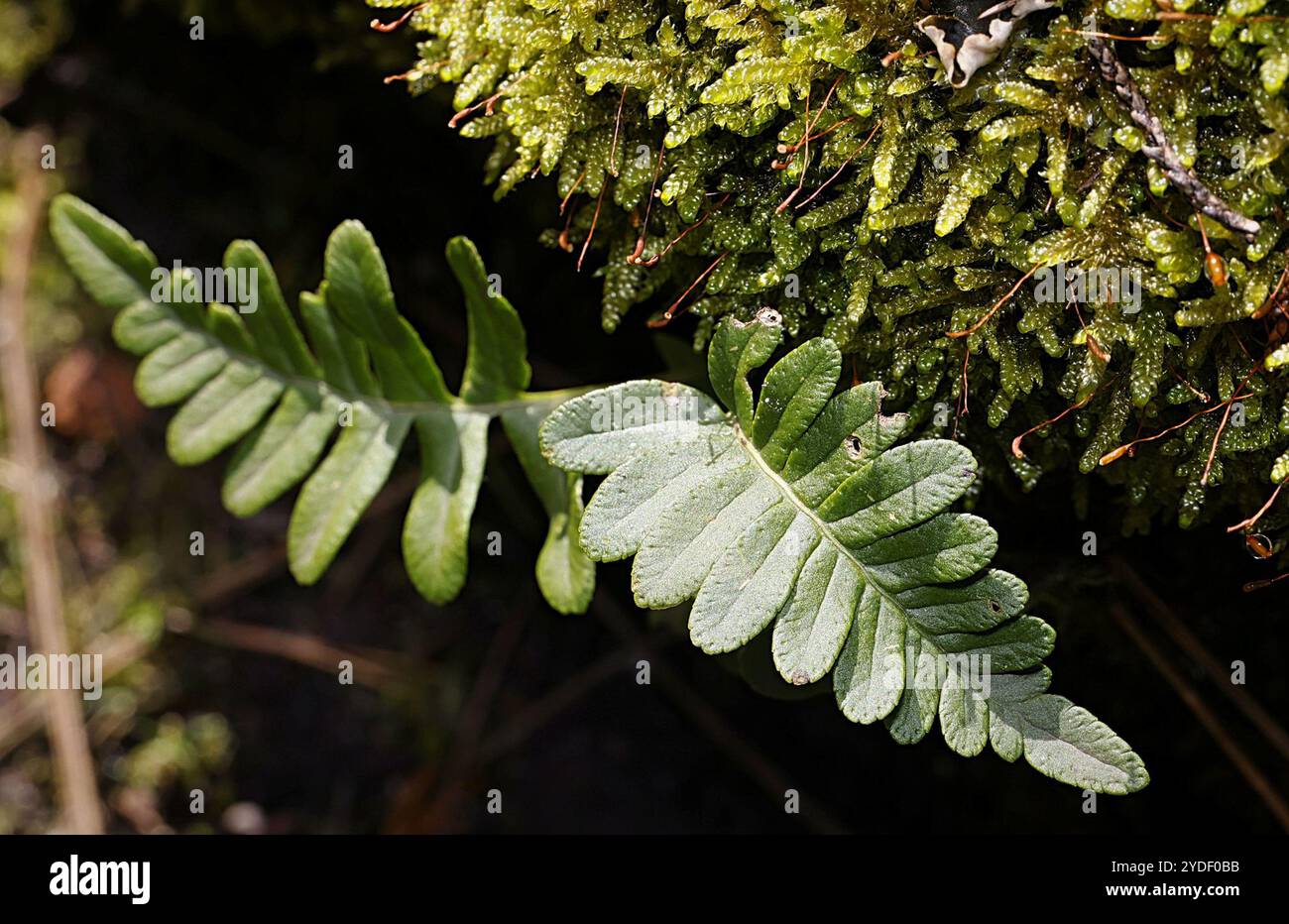 common polypody (Polypodium vulgare Stock Photo - Alamy