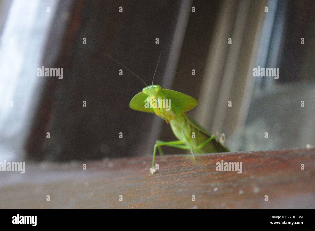 Rhombicollis hi-res stock photography and images - Alamy