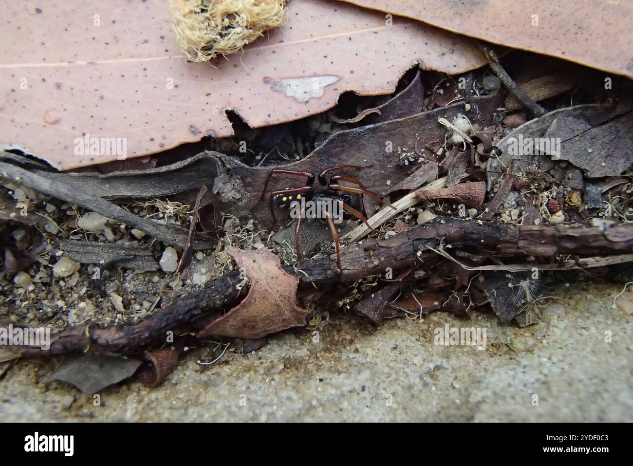Ant-eating and Flattened Ant Spiders (Zodarioidea Stock Photo - Alamy