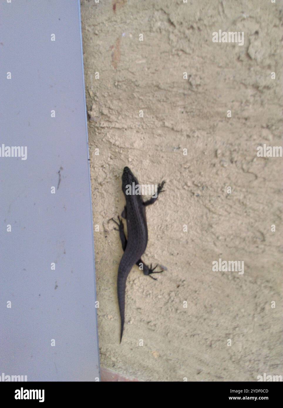 Black Rock Skink (Egernia saxatilis Stock Photo - Alamy