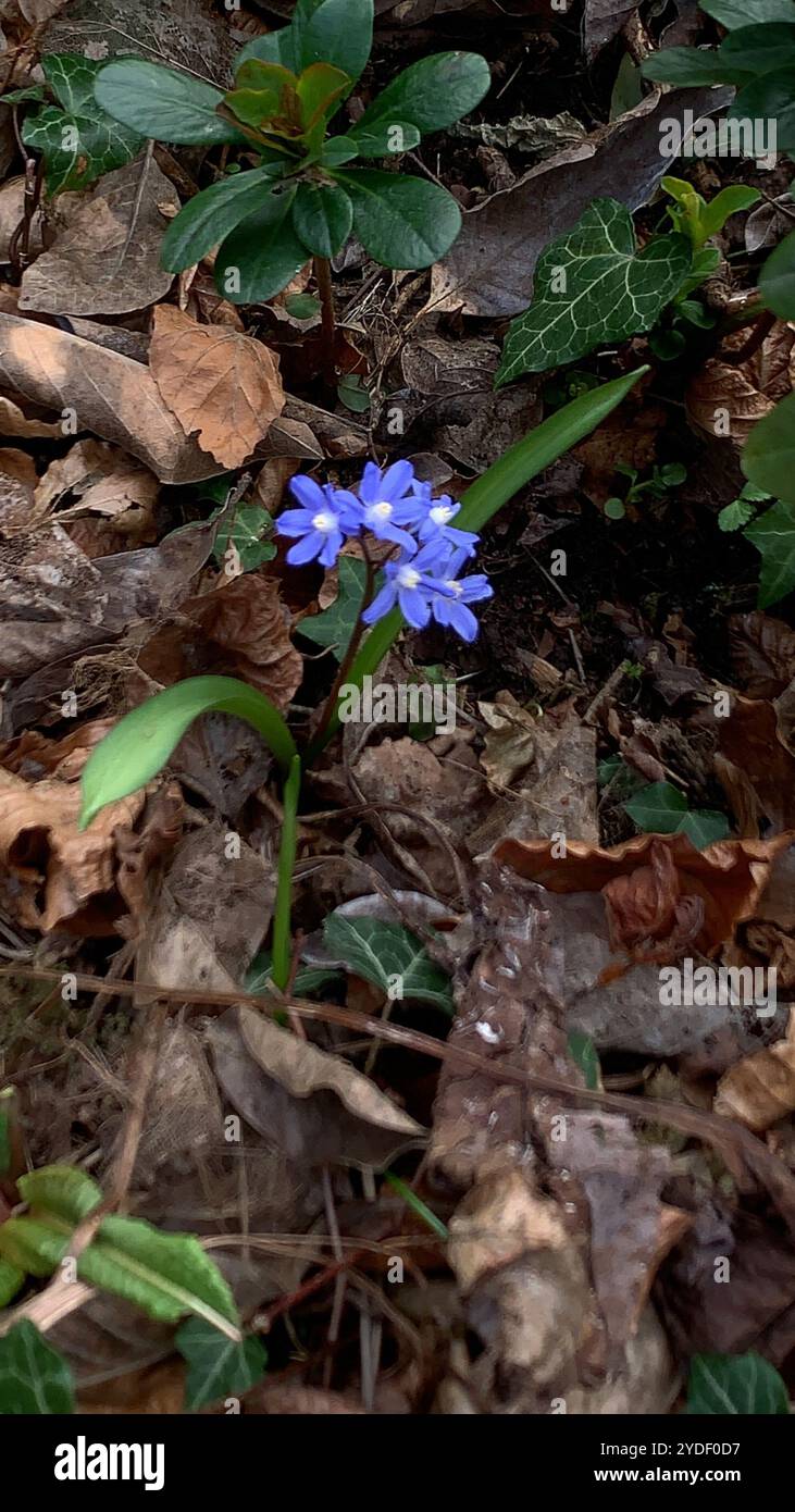 Lesser Glory-of-the-snow (Scilla sardensis Stock Photo - Alamy