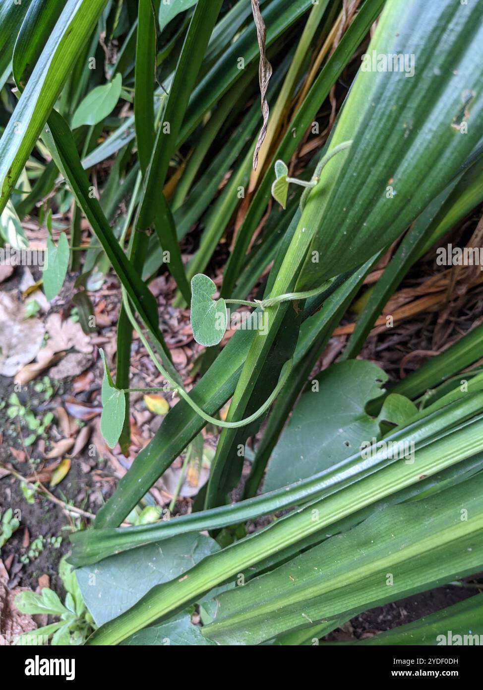 pelican flower (Aristolochia grandiflora Stock Photo - Alamy