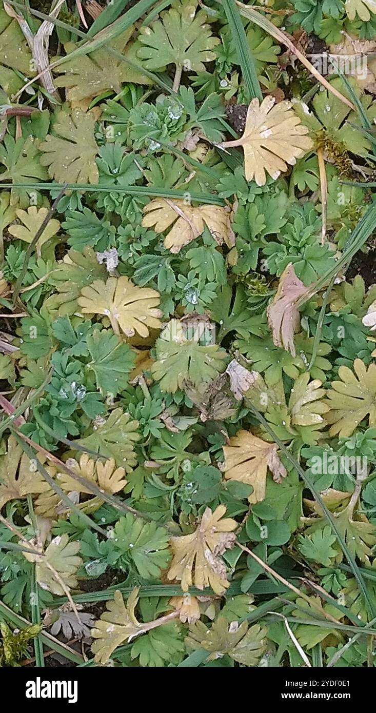 Field Parsley Piert (Alchemilla arvensis Stock Photo - Alamy