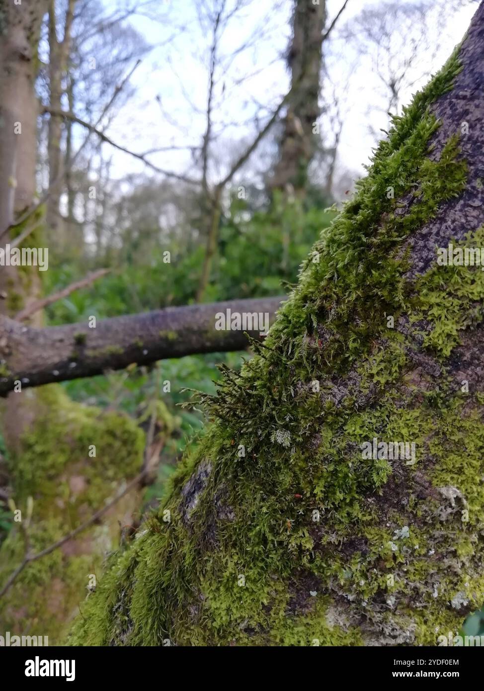 Lateral Cryphaea (Cryphaea heteromalla Stock Photo - Alamy