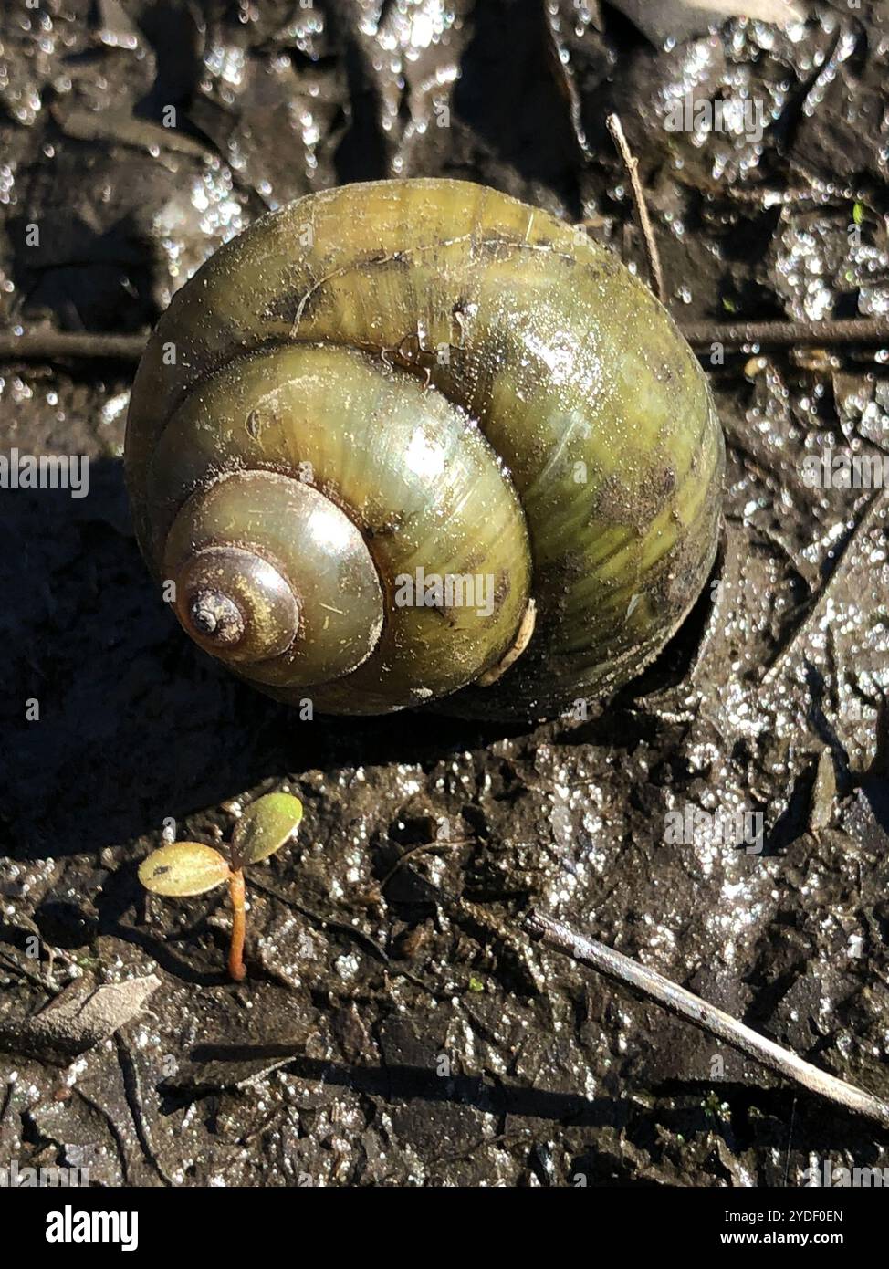 Chinese Mystery Snail (Cipangopaludina chinensis Stock Photo - Alamy