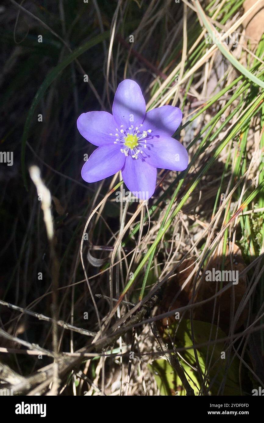 Liverleaf (Hepatica nobilis Stock Photo - Alamy