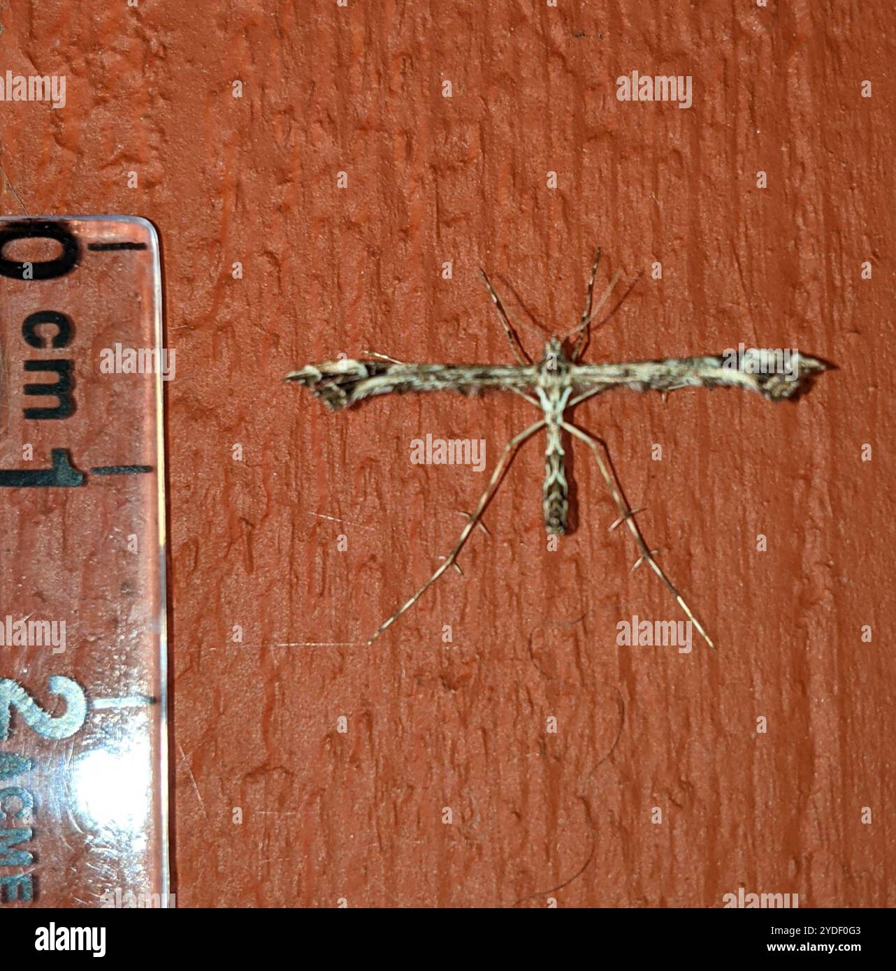 Geranium plume moth hi-res stock photography and images - Alamy