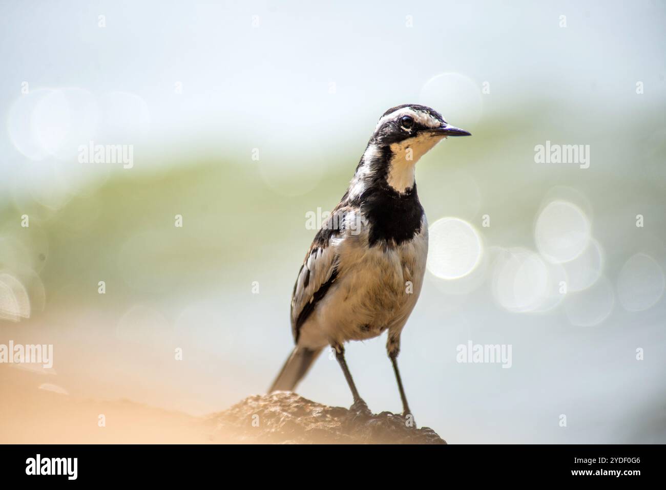 AFRICAN PIED WAGTAIL -Motacilla aguimp at Serenada Eco Resort - Uganda ...