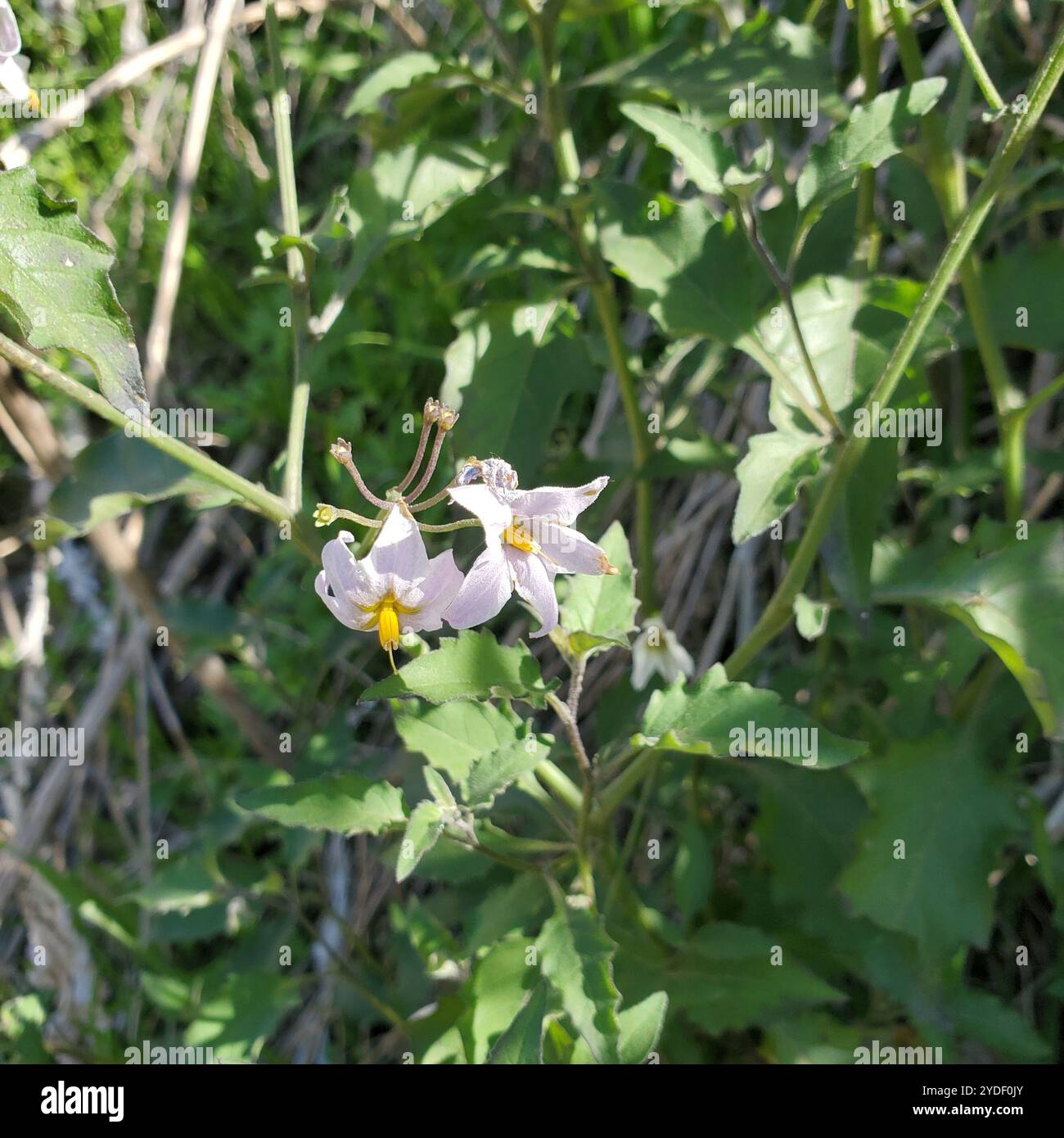greenspot nightshade (Solanum douglasii Stock Photo - Alamy