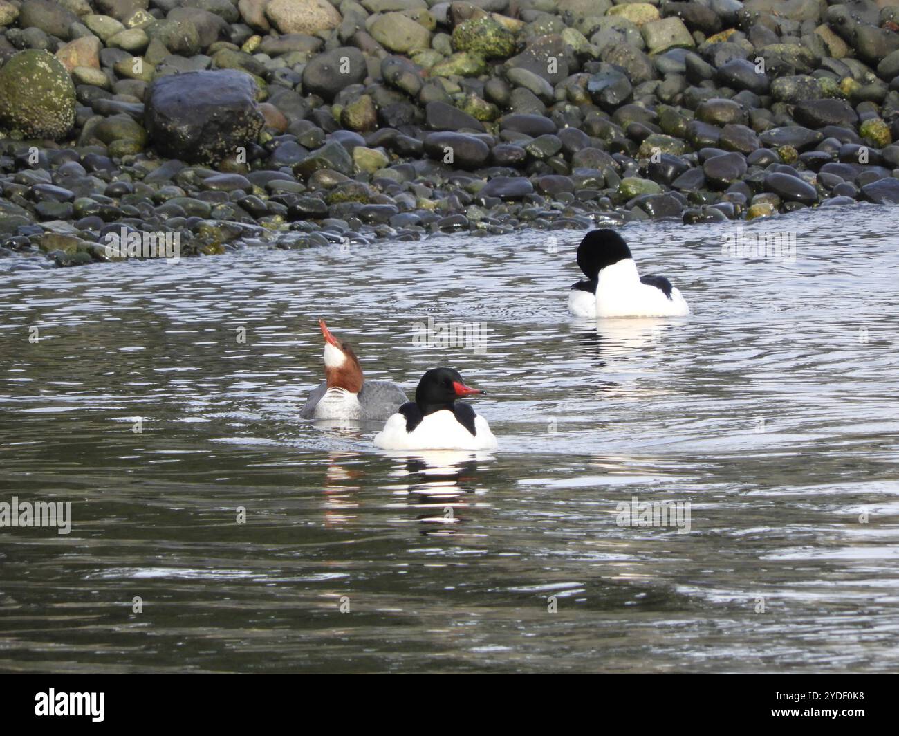 Common Merganser (Mergus merganser Stock Photo - Alamy