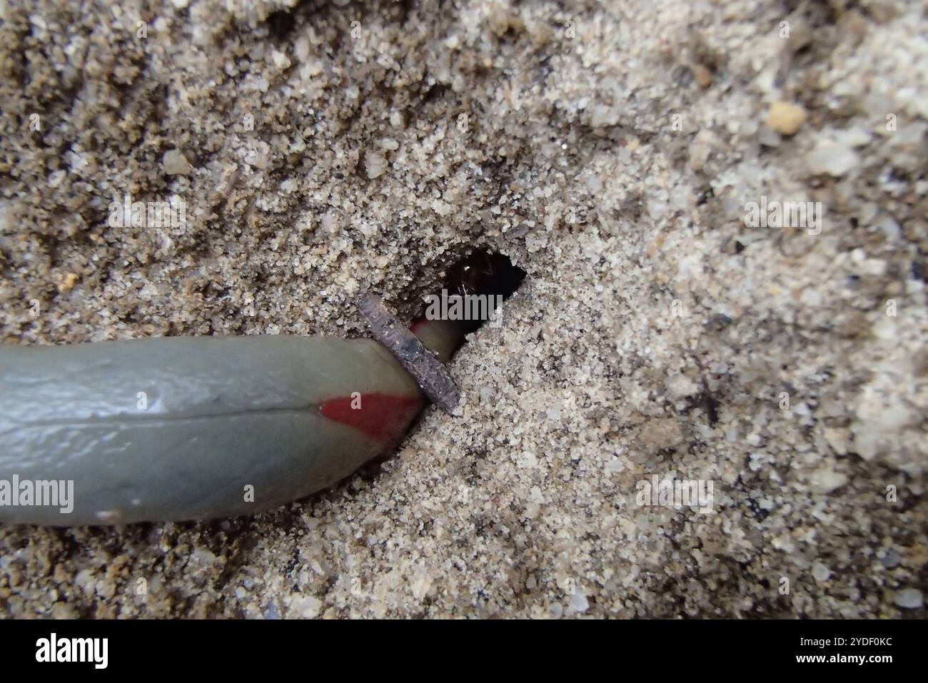 Red triangle slug hi-res stock photography and images - Alamy