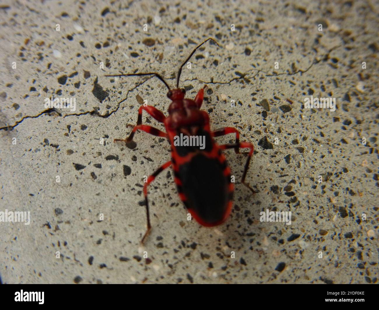 Red Assassin Bug (Haematoloecha rubescens Stock Photo - Alamy