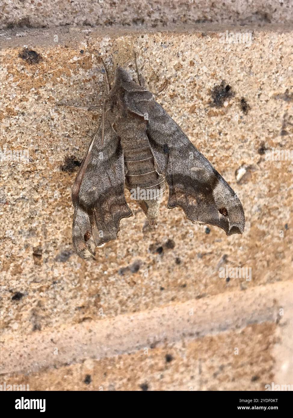 Lettered Sphinx (Deidamia inscriptum Stock Photo - Alamy