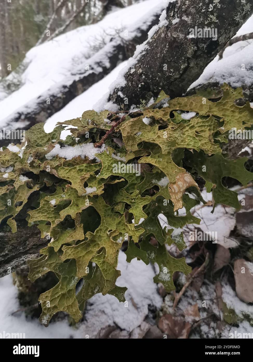 Tree Lungwort (Lobaria pulmonaria Stock Photo - Alamy