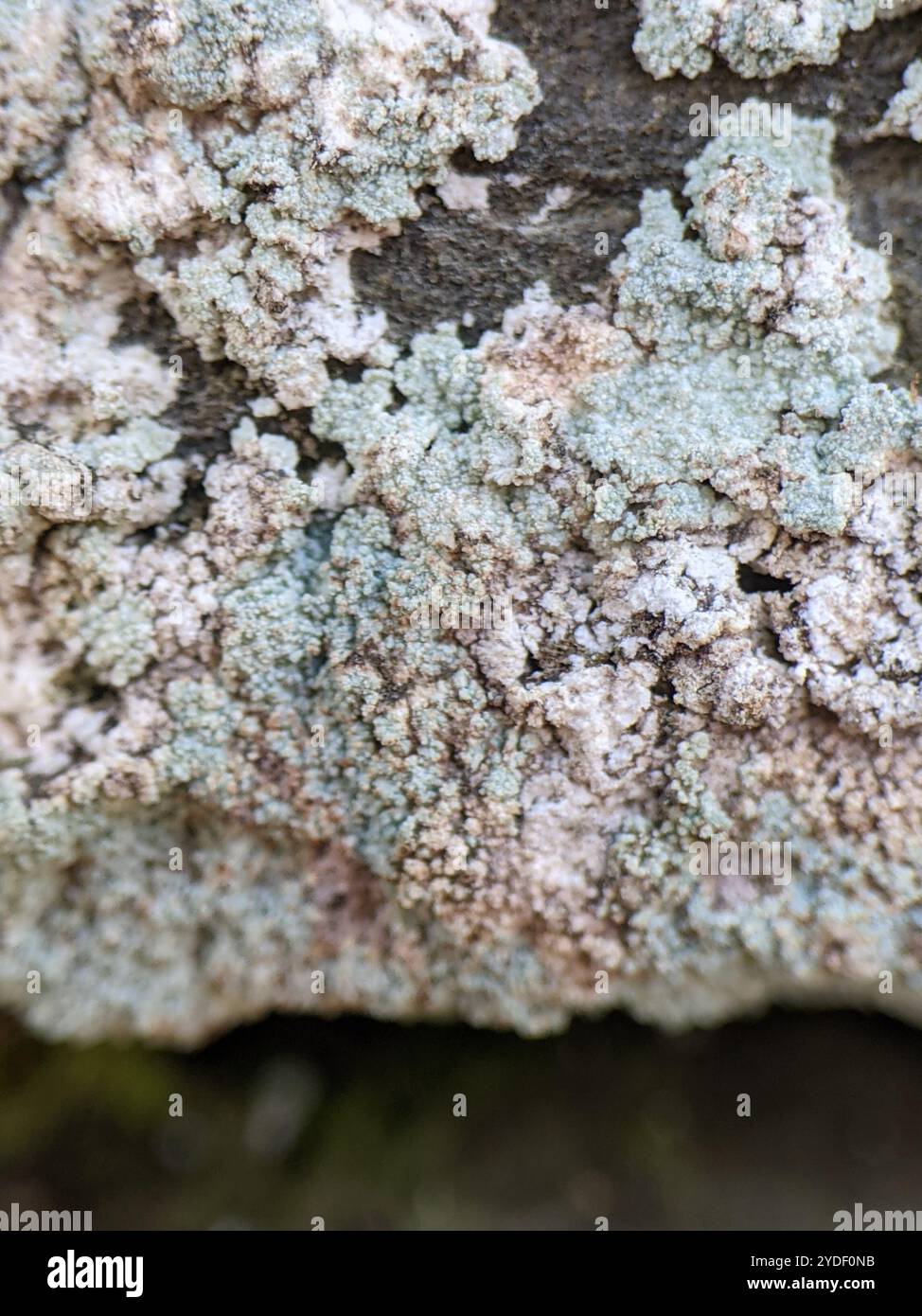 Fluffy Dust Lichen (Lepraria finkii Stock Photo - Alamy