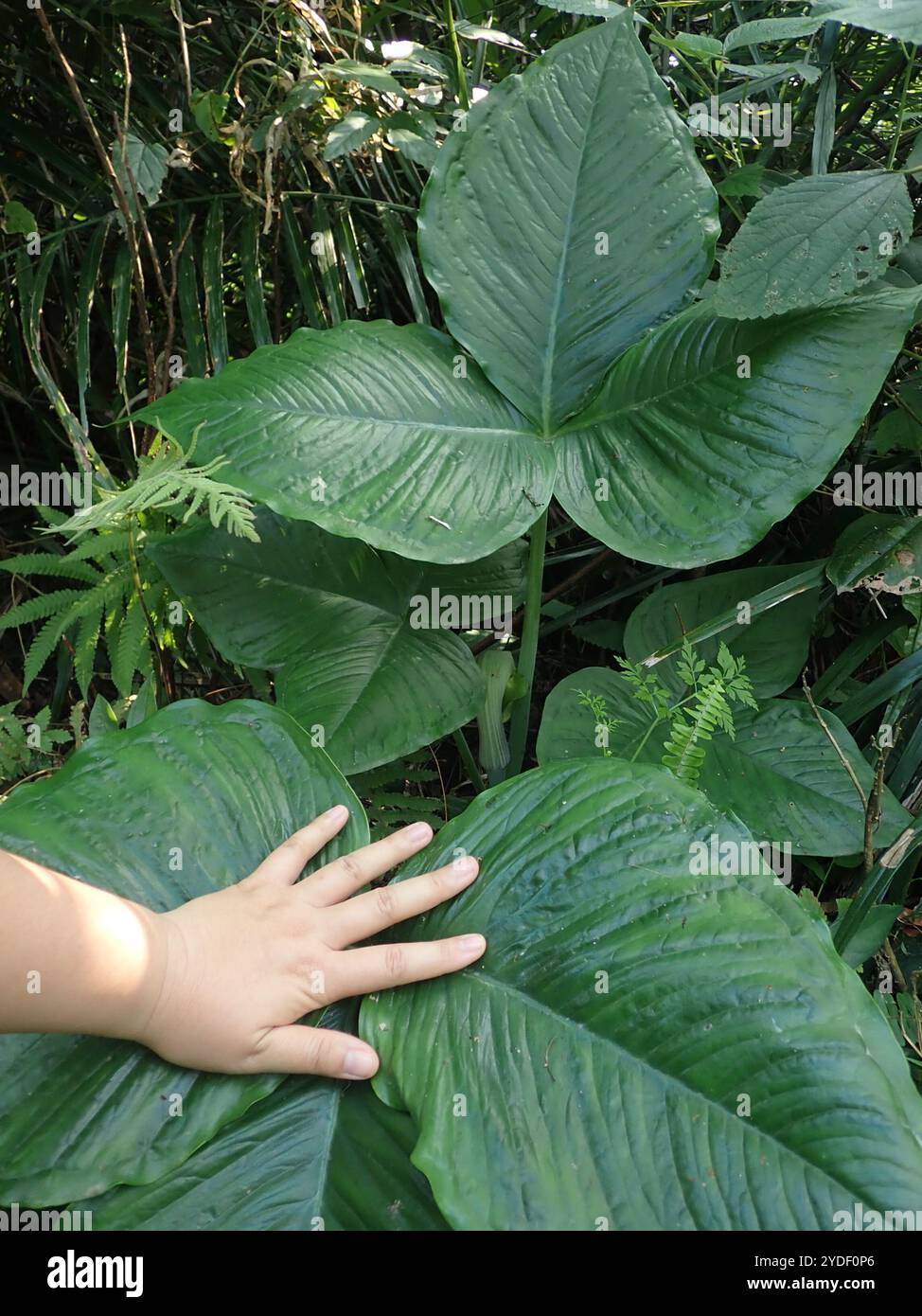 Japanese cobra lily (Arisaema ringens Stock Photo - Alamy