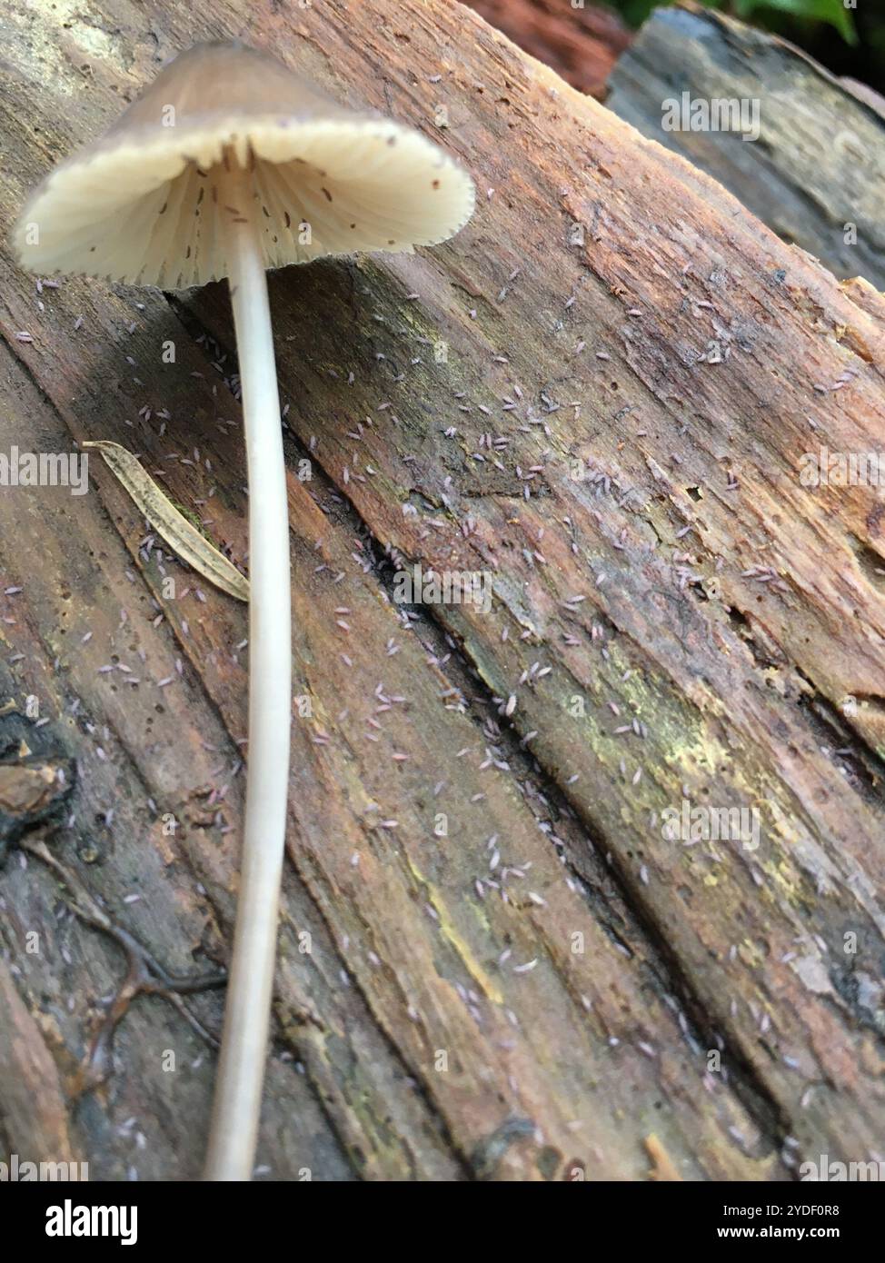common bonnet (Mycena galericulata Stock Photo - Alamy