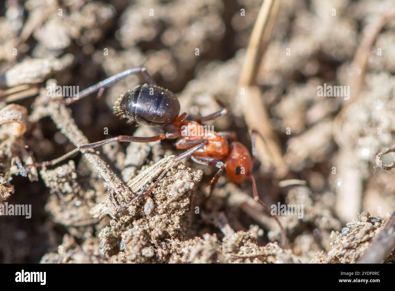 Allegheny Mound Ant (Formica exsectoides Stock Photo - Alamy