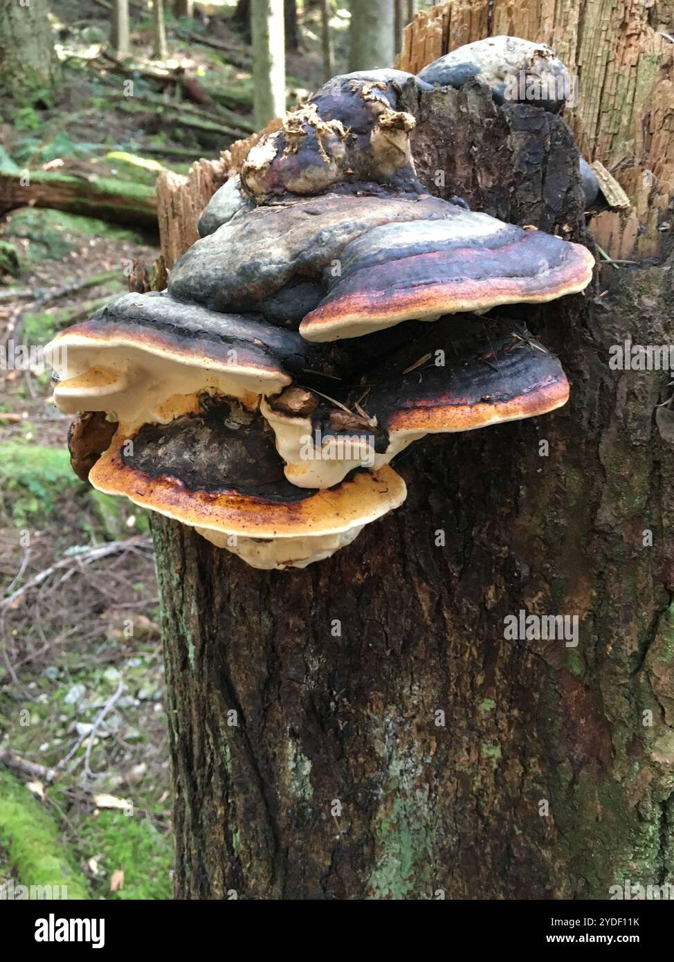 Northern Red Belt (Fomitopsis mounceae Stock Photo - Alamy