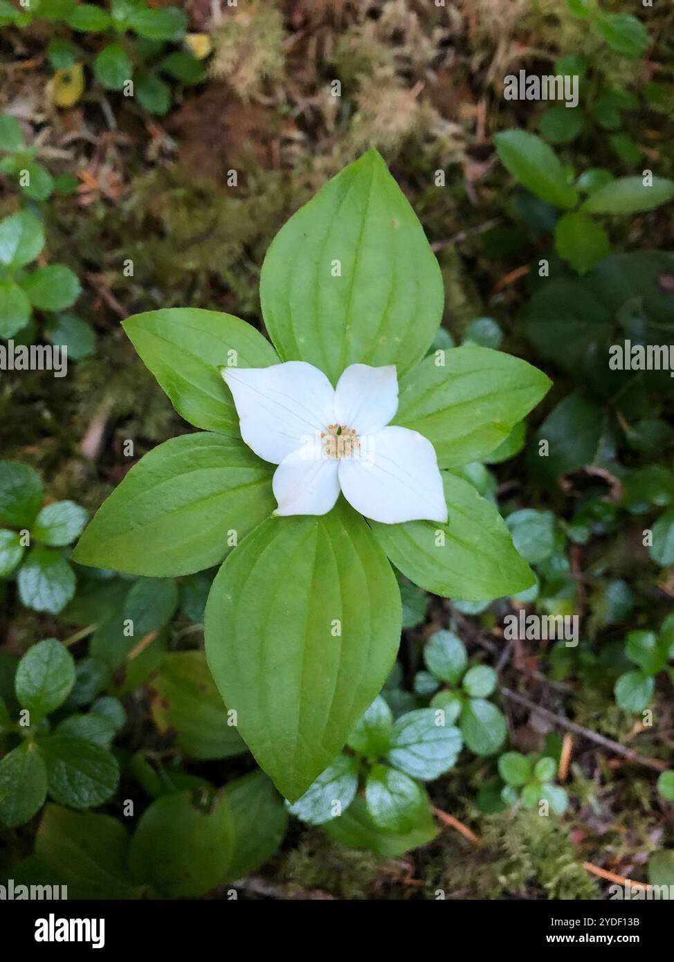 Western Bunchberry (Cornus unalaschkensis Stock Photo - Alamy