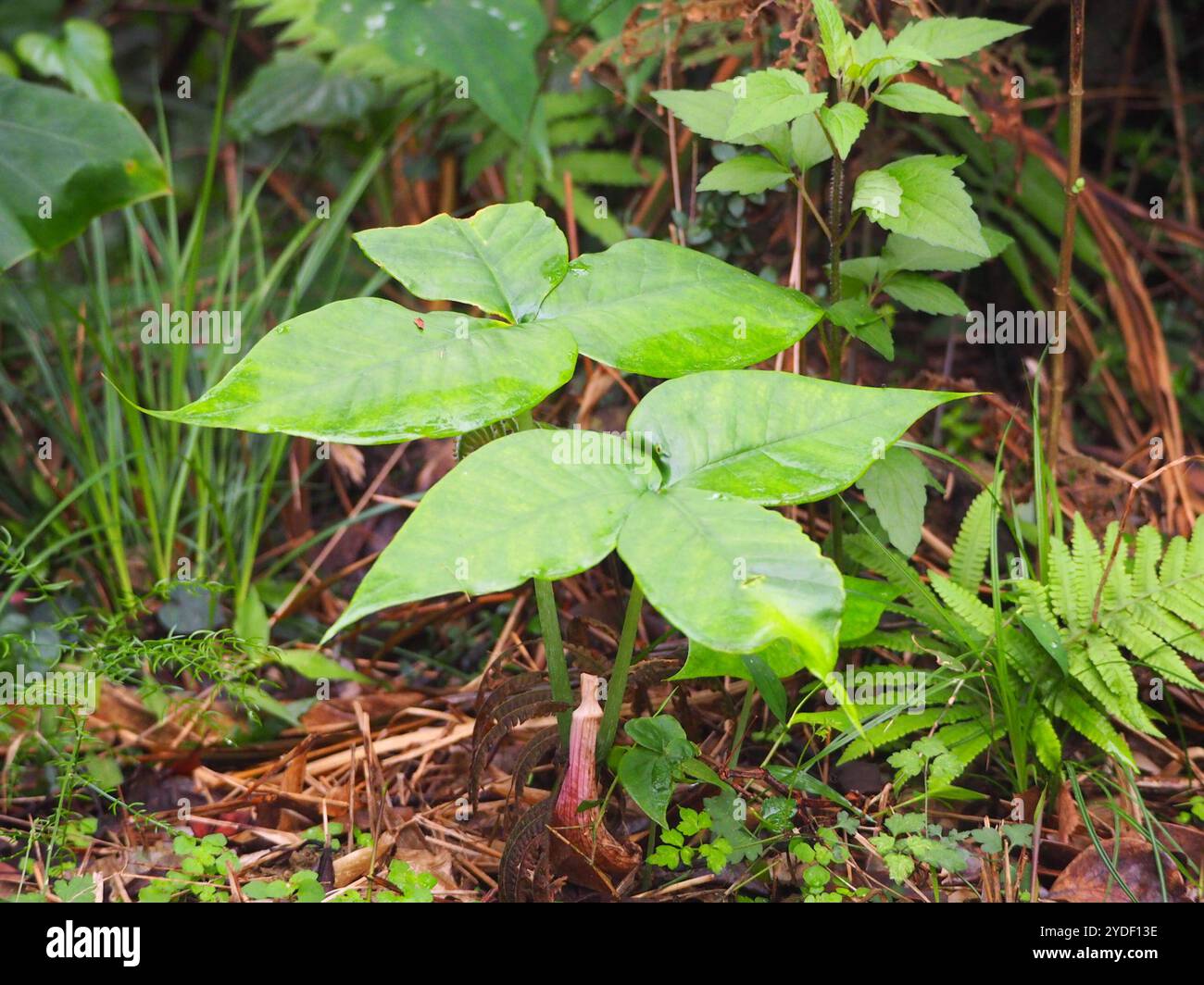 Japanese cobra lily (Arisaema ringens Stock Photo - Alamy