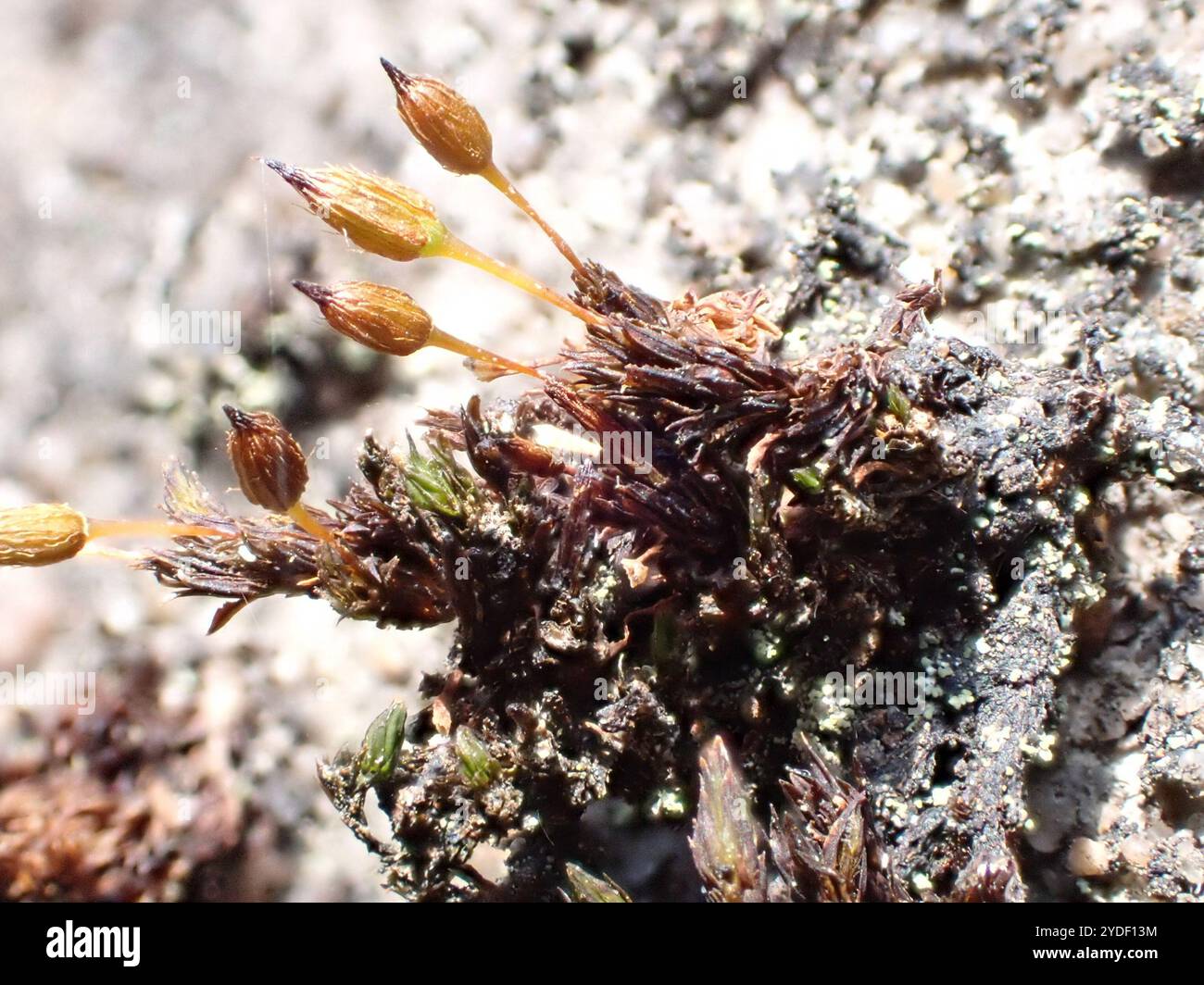 Anomalous Bristle-moss (Orthotrichum anomalum Stock Photo - Alamy