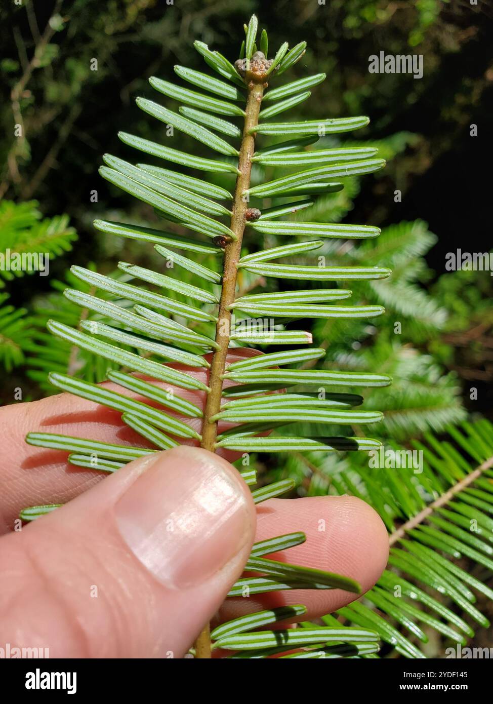 grand fir (Abies grandis Stock Photo - Alamy