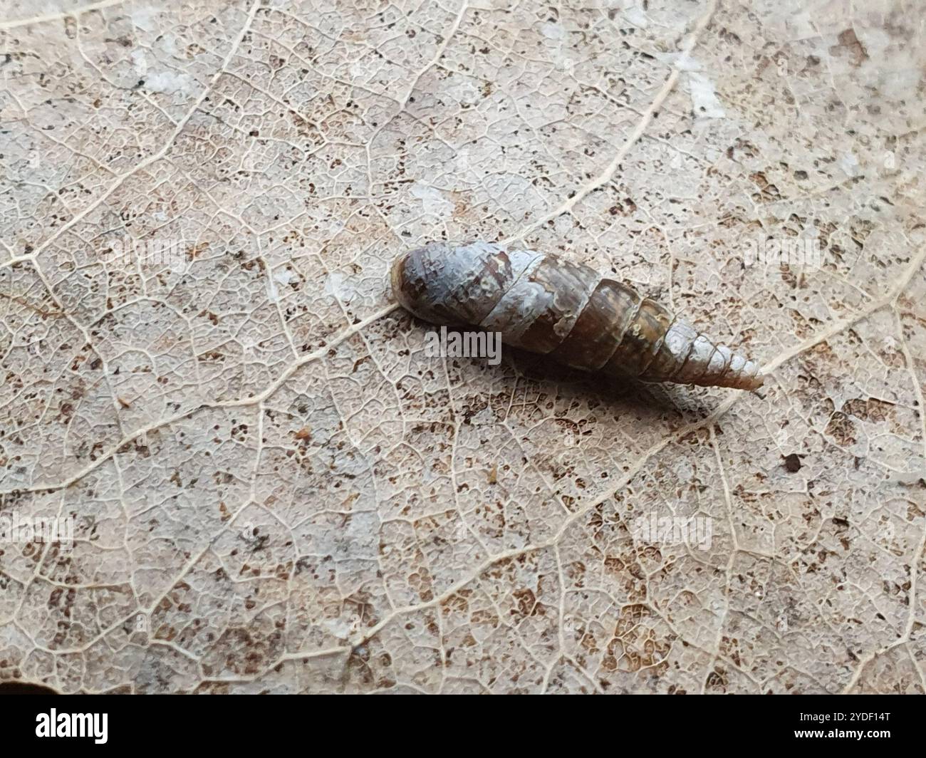 Plaited Door-snail (Cochlodina laminata Stock Photo - Alamy
