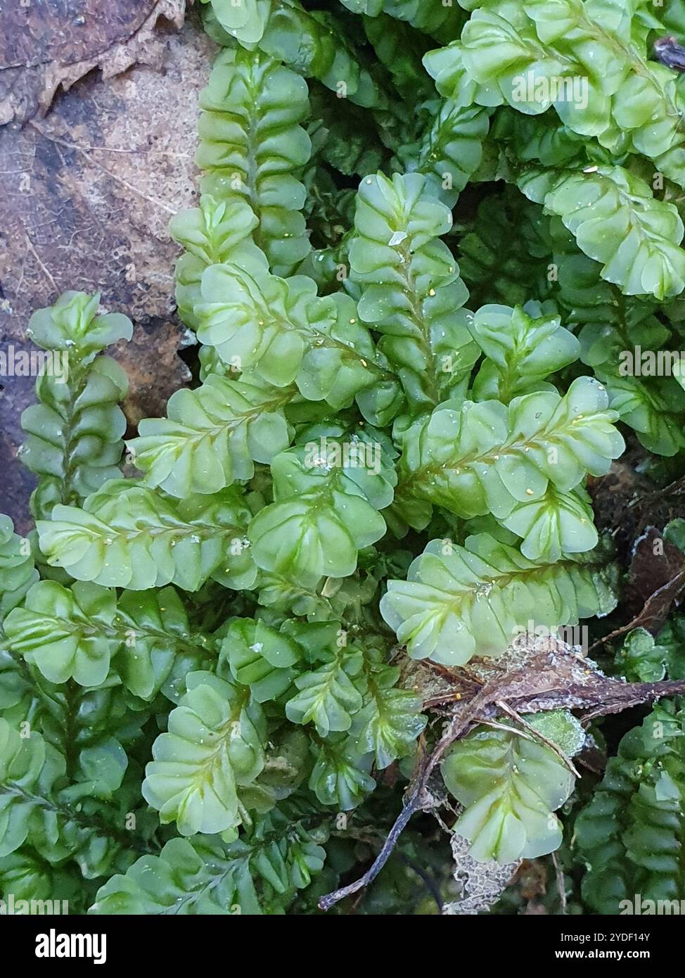 Plagiochila asplenioides hi-res stock photography and images - Alamy