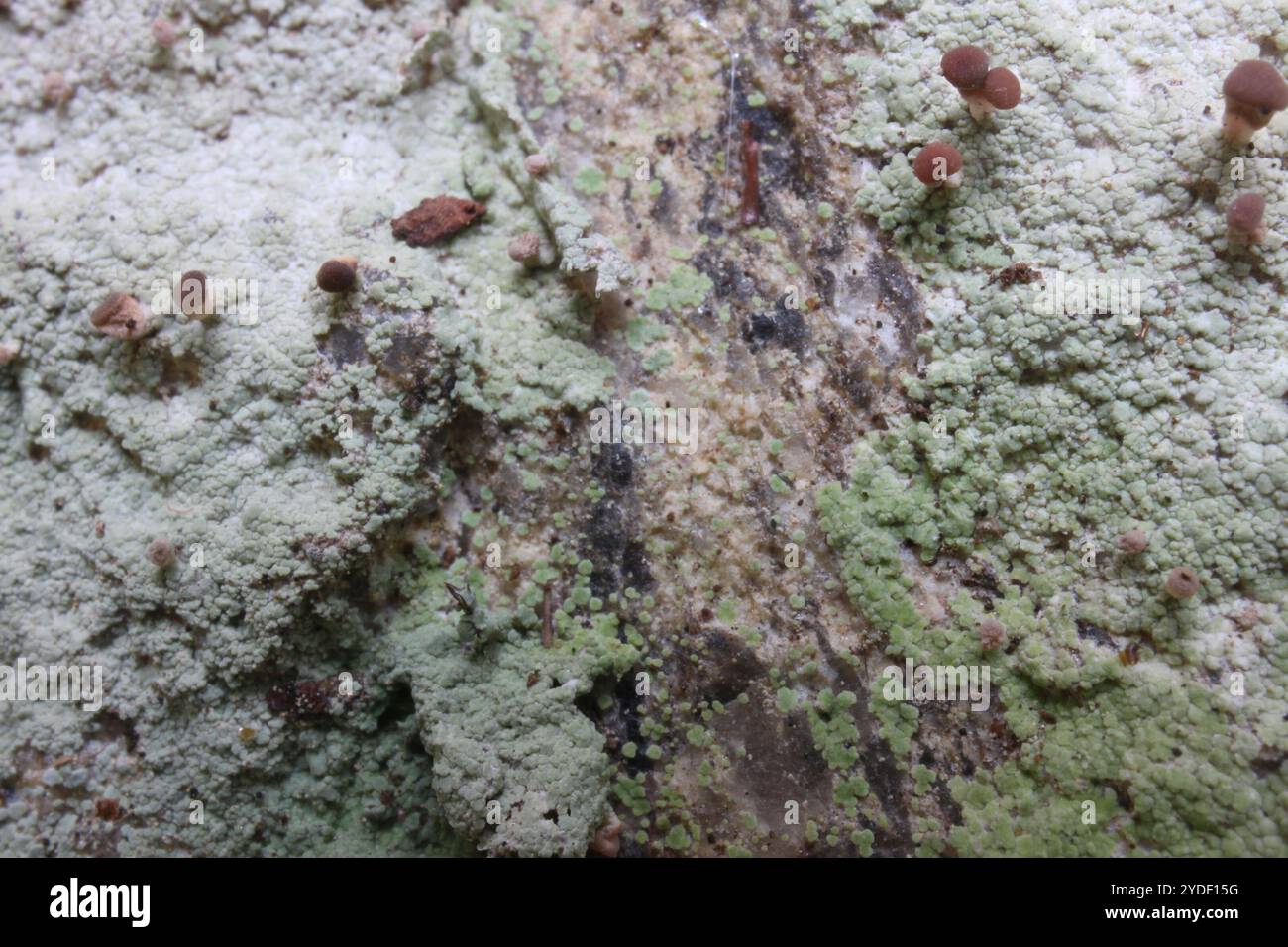 wart lichens, script lichens, and allies (Ostropomycetidae Stock Photo ...