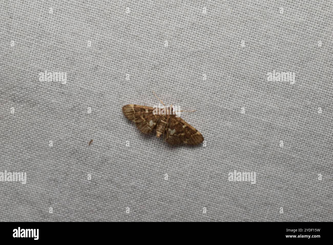 Sodalis hi-res stock photography and images - Alamy