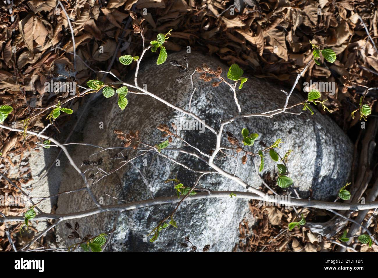 white alder (Alnus rhombifolia Stock Photo - Alamy