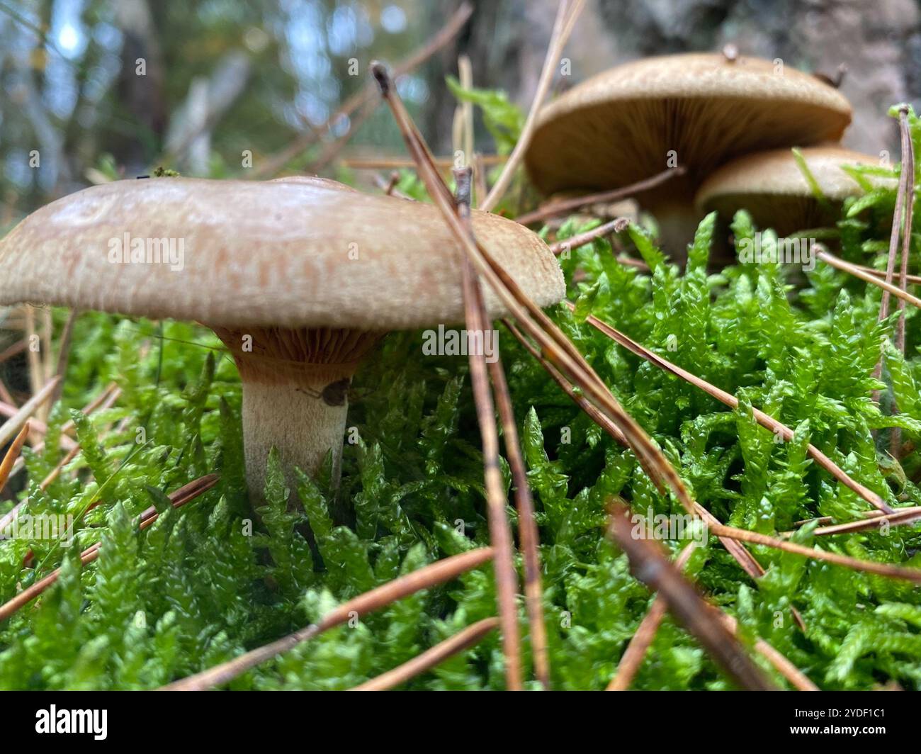 Brown Roll-Rim (Paxillus involutus Stock Photo - Alamy